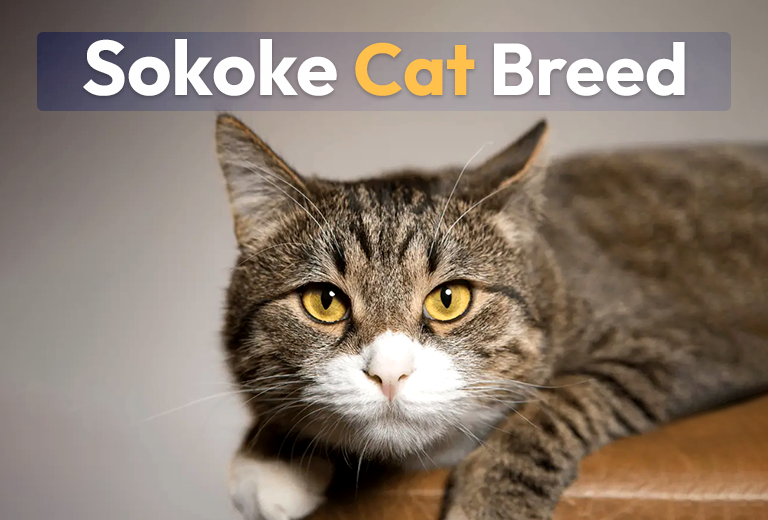 Sokoke Cat Breed - AmarPet