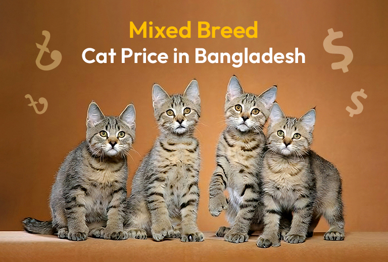 Mixed Breed Cat Price in Bangladesh