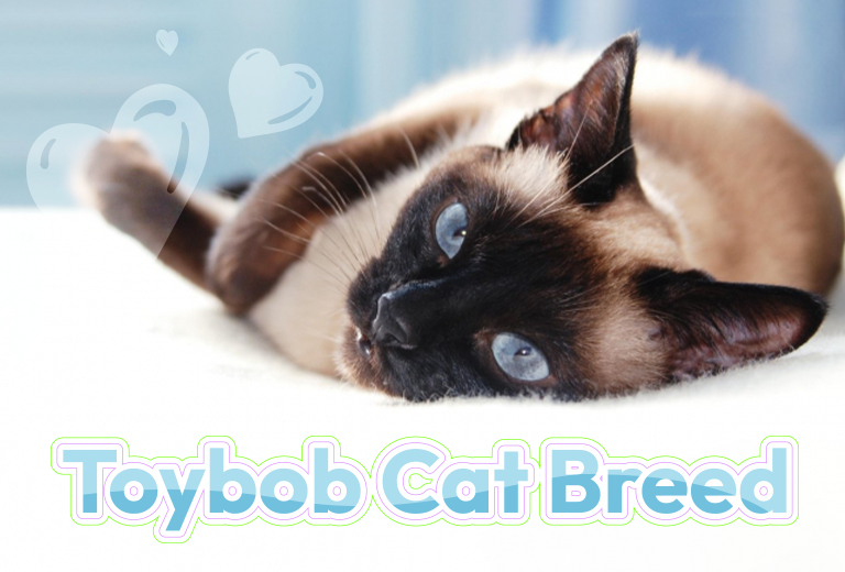 Toybob Cat Breed - AmarPet