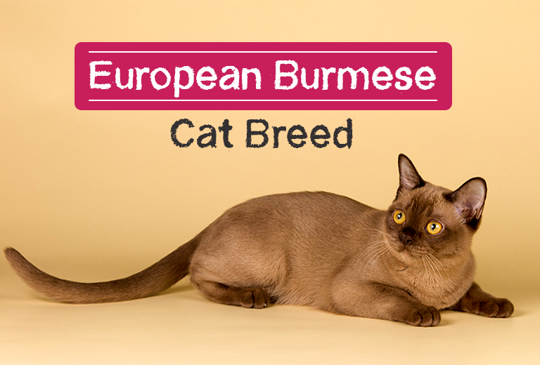 European Burmese Feline Kitten And Adult Cat Breed European Burmese,