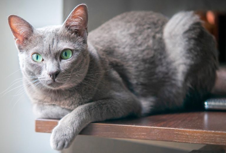 Korat Cat Breed - AmarPet