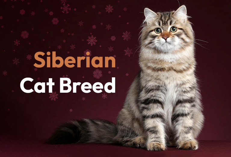 Siberian Cat Breed - AmarPet