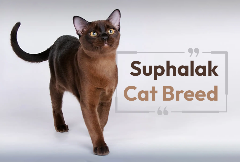 Suphalak Cat Breed - AmarPet