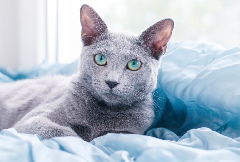 Russian Blue Cat Breed - AmarPet