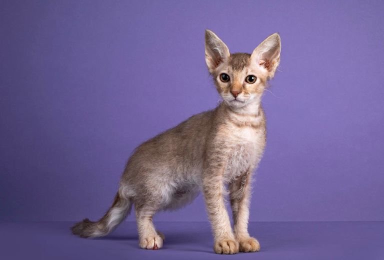 Laperm Cat Breed - AmarPet