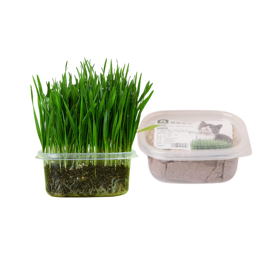 Reusable Nutritional Cat Grass Kit with Plastic Box