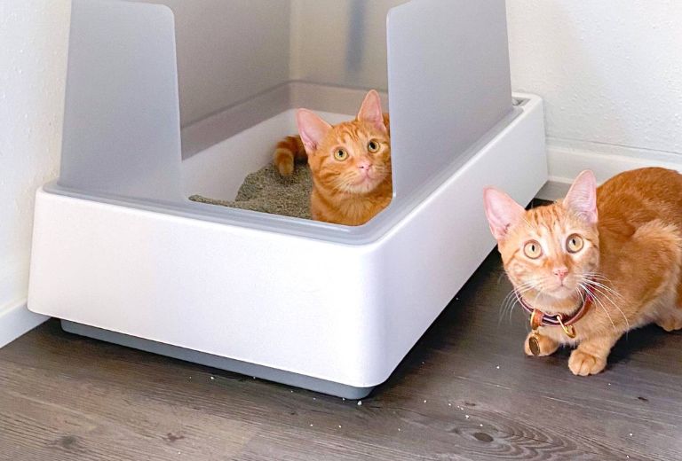 Cat Litter Price in Bangladesh