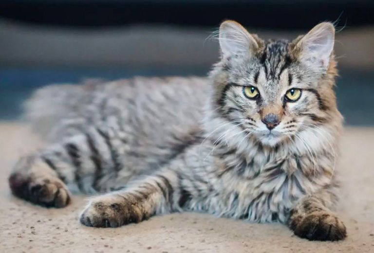 American Bobtail Cat Breed - AmarPet