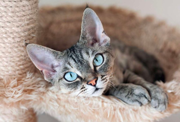 Devon Rex Cat Breed - AmarPet