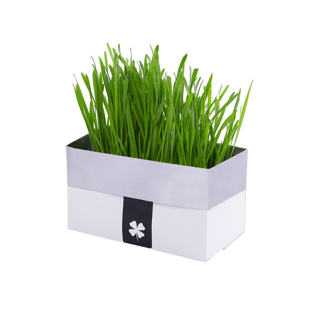Greedy Horseless Cat Grass Kit with Box Bag Packing